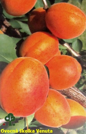 GOLDRICH :: Ovocná školka Venuta